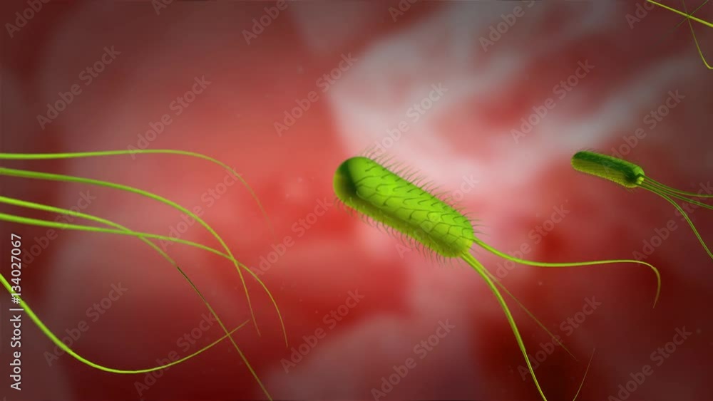 3D animation of the Helicobacter pylori or H. pylori, 4K Ultra HD. H ...