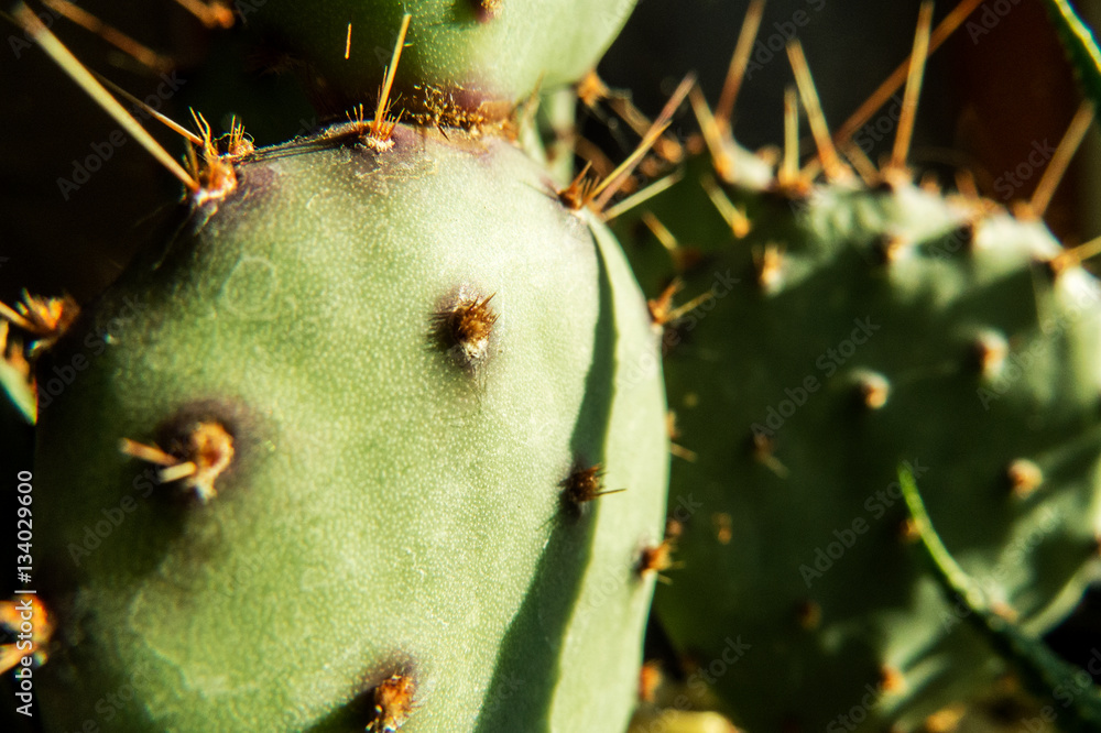 Macro of a green cactus with the sun as the light source that shows a ...