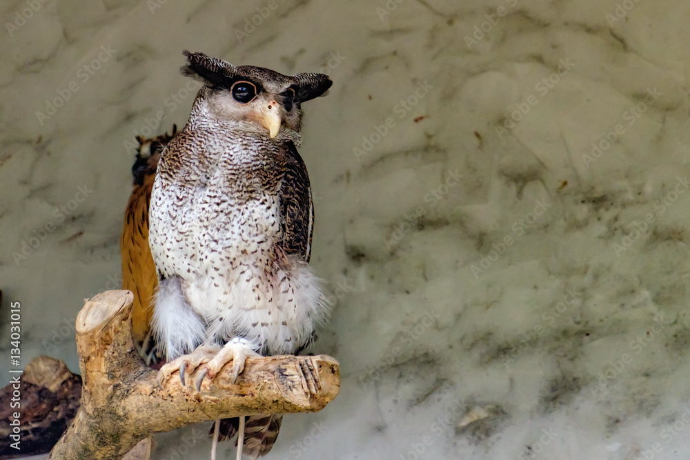 The barred eagle-owl, Bubo sumatranus, also called the Malay eagle-owl ...