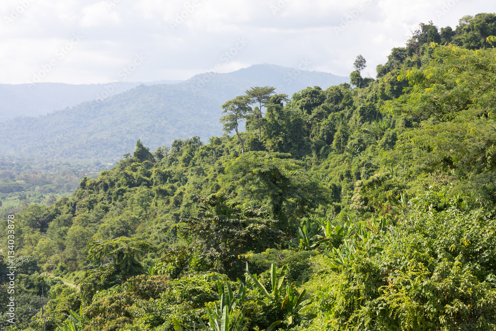 Tropical forest on the hillside Stock Photo | Adobe Stock