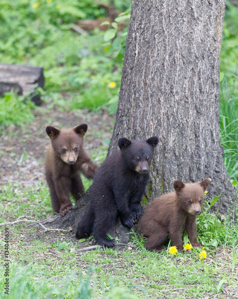 Baby Black bear cubs in Orr Minnesota Stock-Foto | Adobe Stock