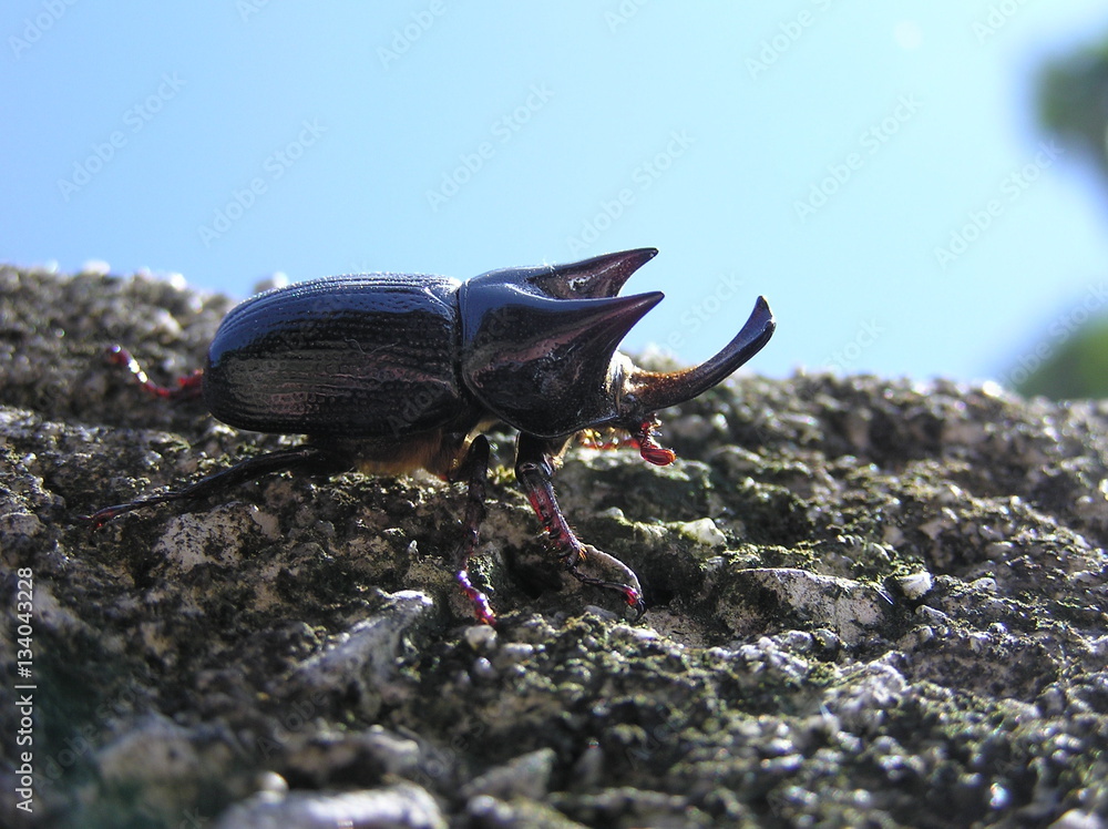 scarabée rhinocéros Stock Photo | Adobe Stock
