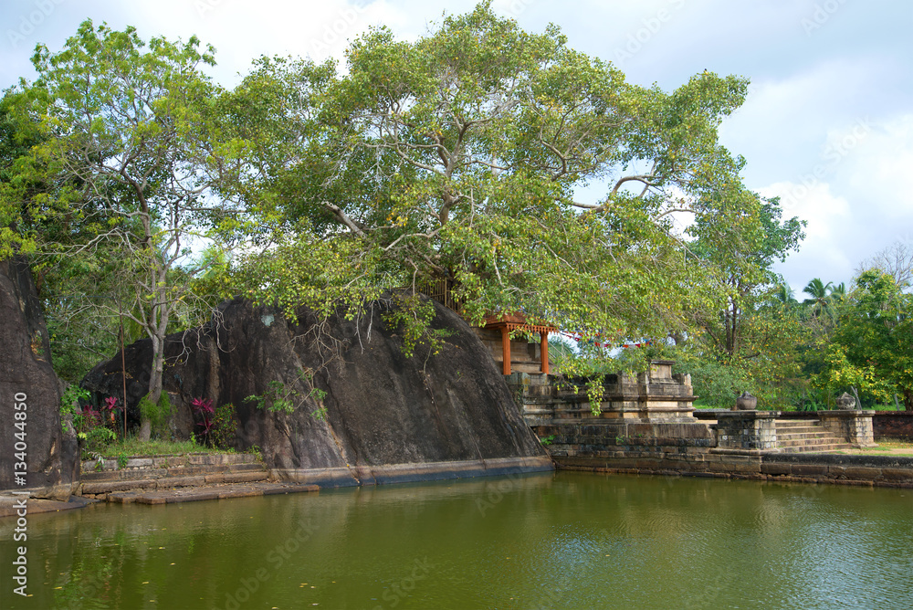 Sacred Bodhi tree in the temple complex of Isurumuniya. According to ...
