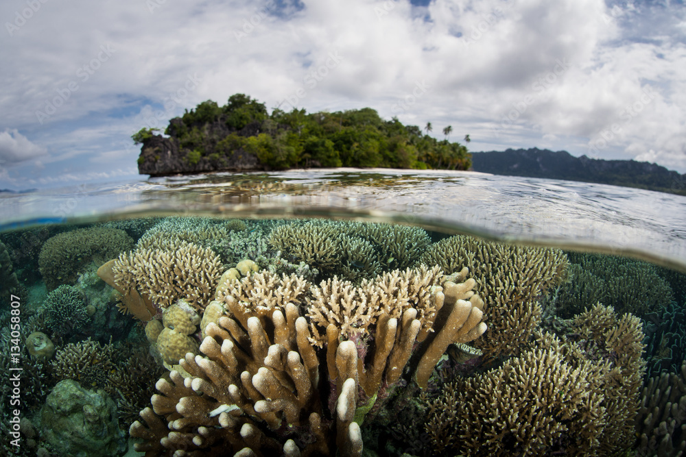 Healthy Reef and Remote Island in Raja Ampat Stock Photo | Adobe Stock
