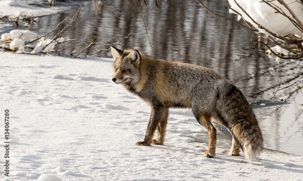 Cross Fox ภาพถ่ายสต็อก | Adobe Stock