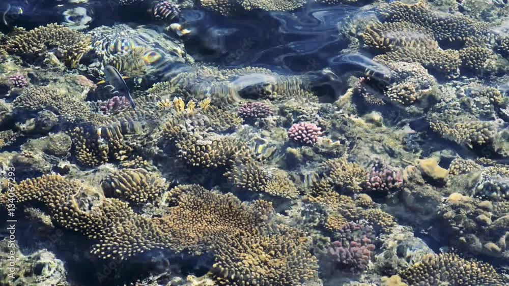 top view of coral reef with fish. coral reef in the red sea texture ...