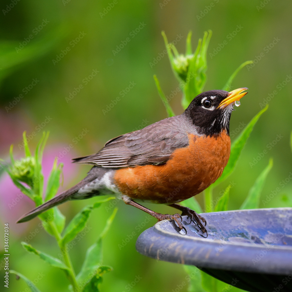 Robin drinking water at bird bath in garden Stock Photo | Adobe Stock