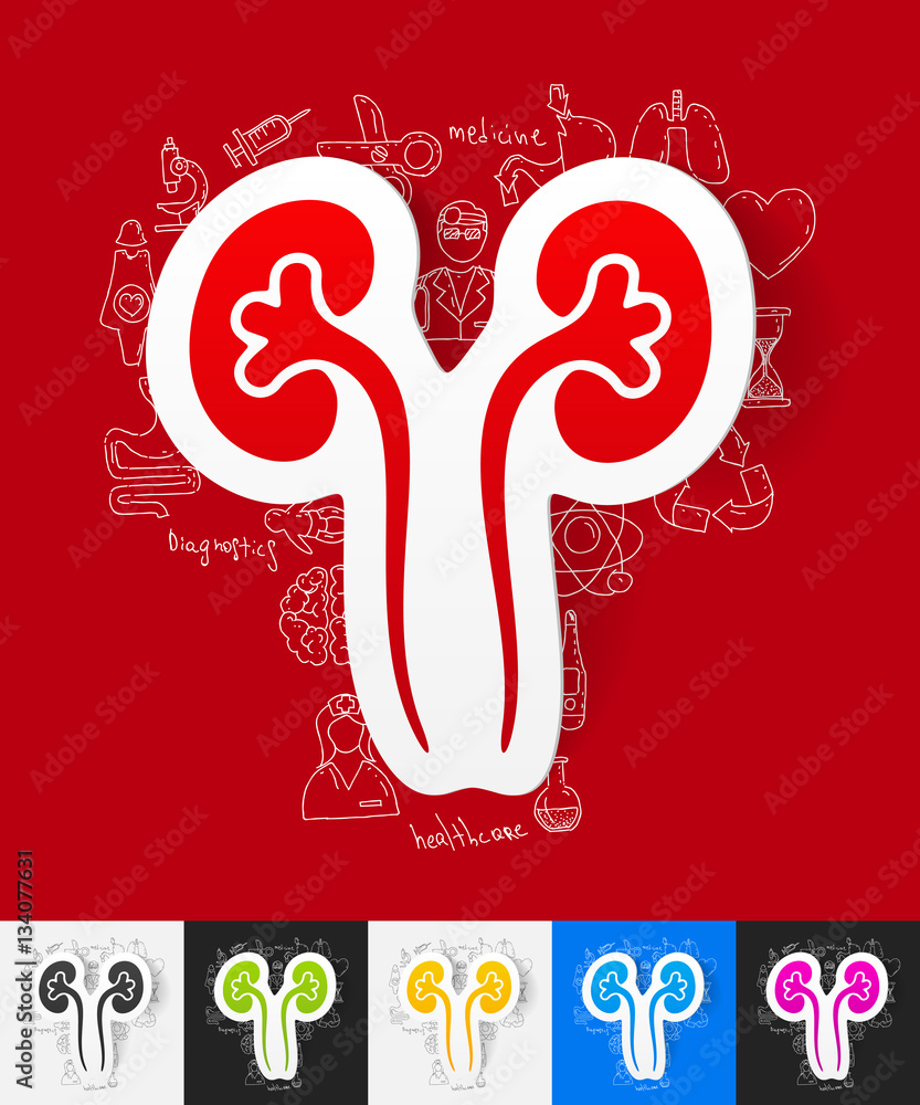 kidneys paper sticker with hand drawn elements Stock Vector | Adobe Stock