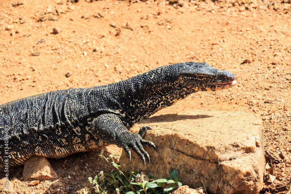 Water monitor lizard Stock Photo | Adobe Stock