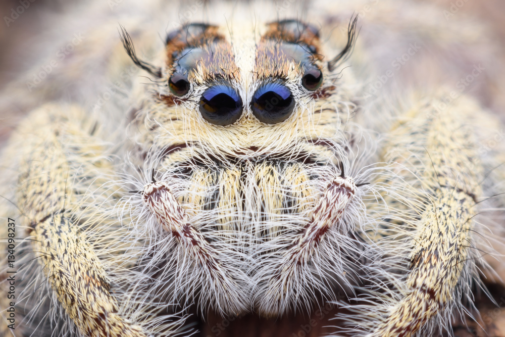 Super macro female Hyllus diardi or Jumping spider Stock Photo | Adobe ...