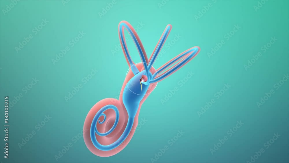 3D. Sense of balance in the inner ear. Ampullary cupula. 4K. Internal ...