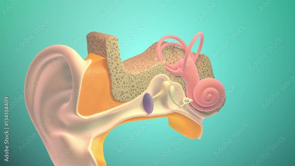 3D. Inner ear or internal ear 4K. Ultra HD. Chain of ossicles and their ...