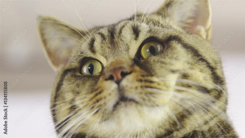 Cat wink with eye low angle closeup 4K Stock Video | Adobe Stock