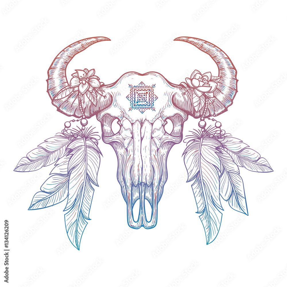 Buffalo Skull Drawing