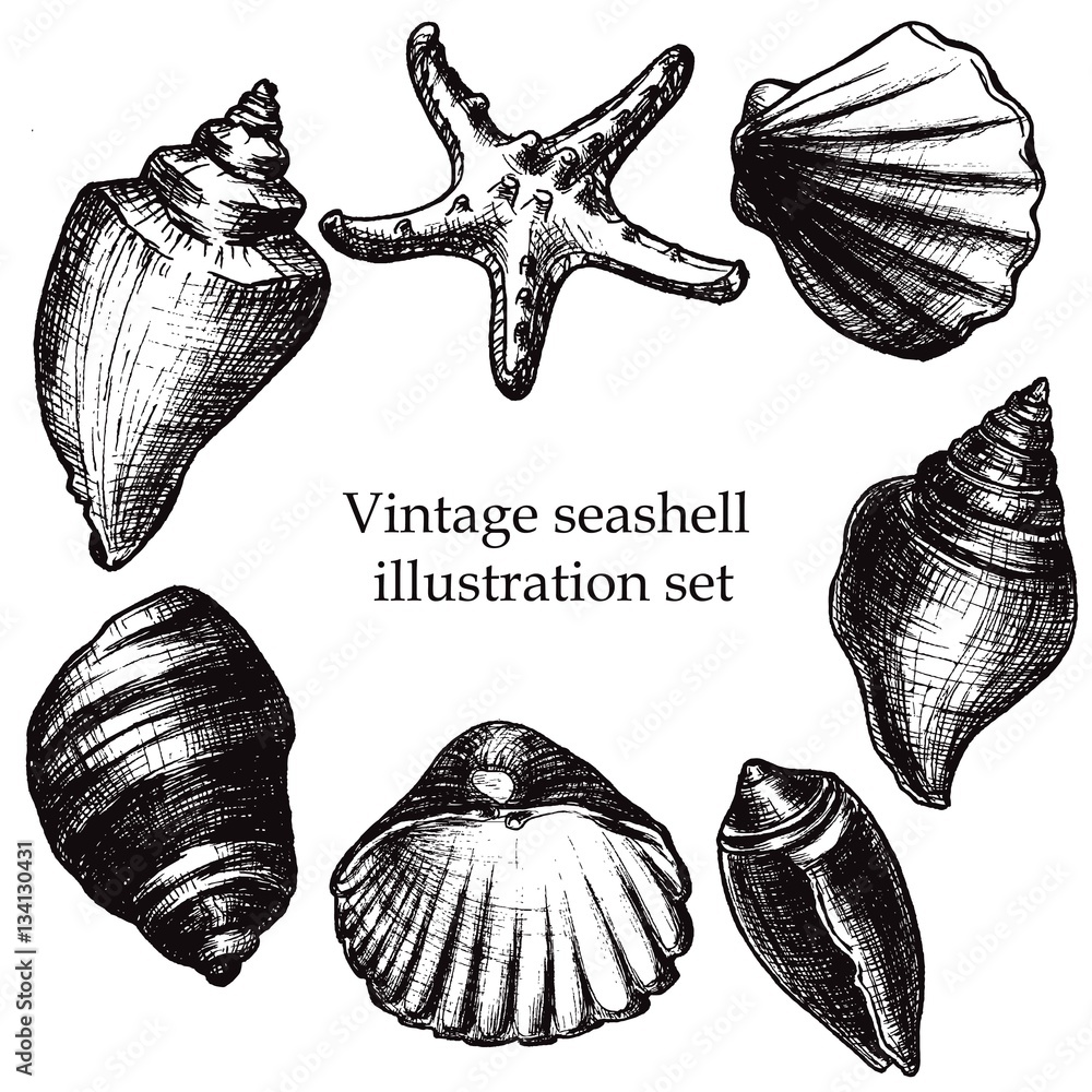 Vintage seashell illustration sketch draft set, isolated on white ...