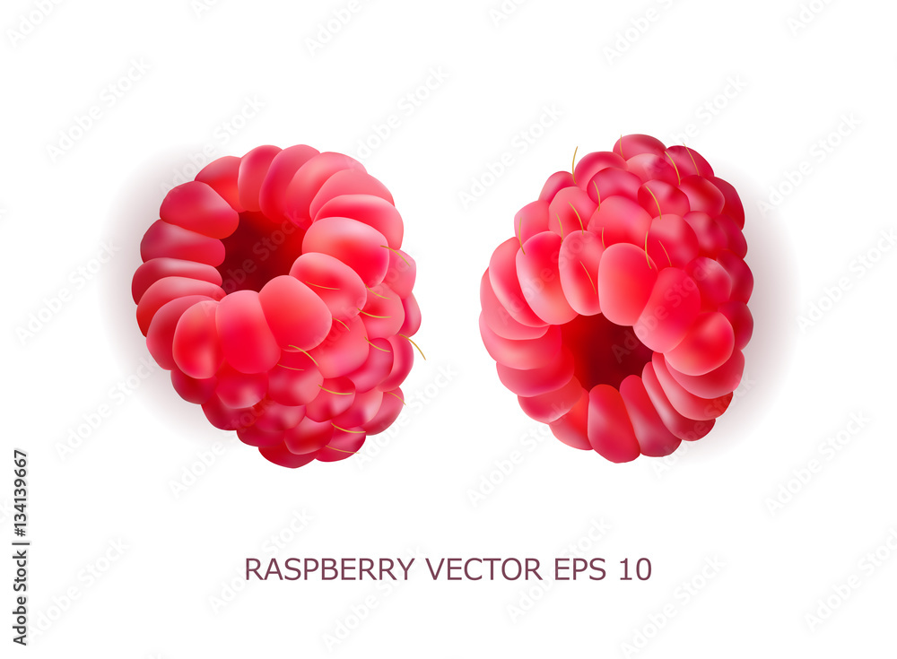 Vector realistic volumetric 3d raspberry. Isolated background design ...