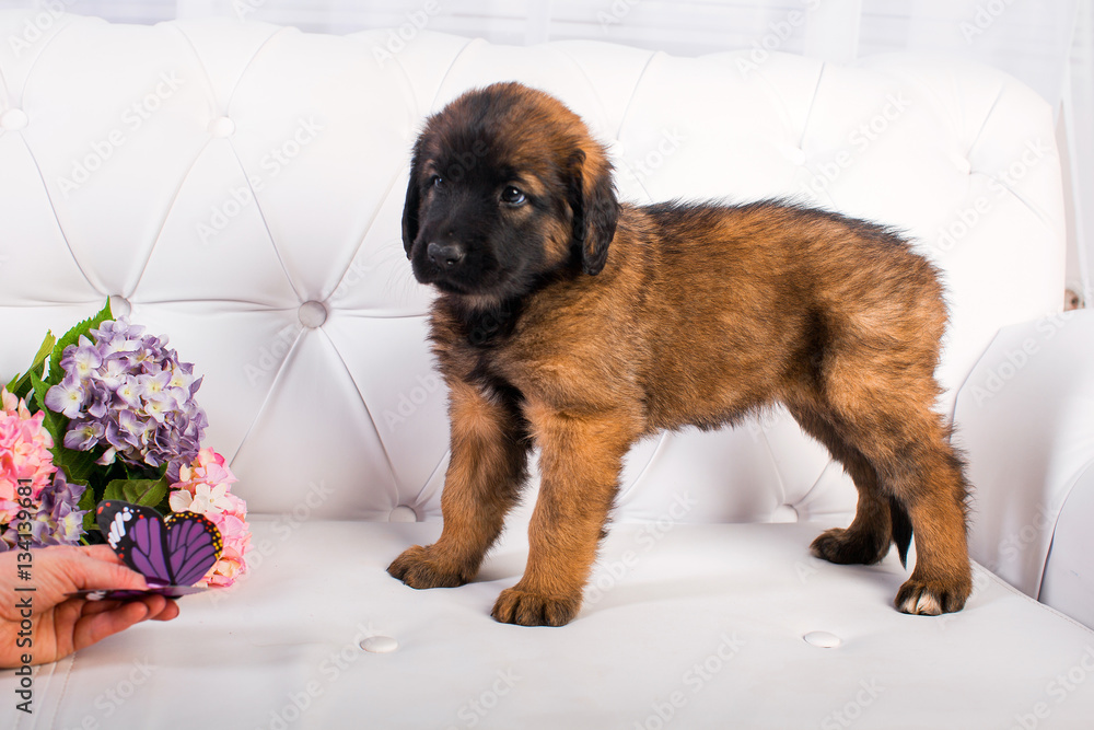 leonberger puppy on a white sofa Stock 写真 | Adobe Stock