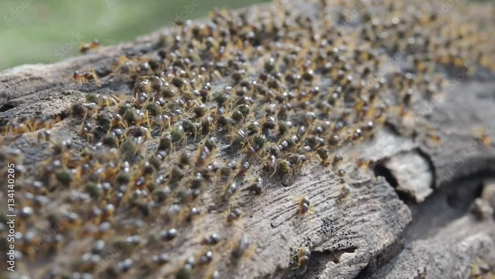 group of termite walking on the wood, termites are insects that eat ...