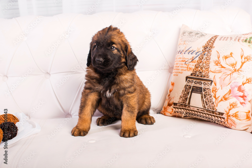 leonberger puppy on a white sofa Stock 写真 | Adobe Stock