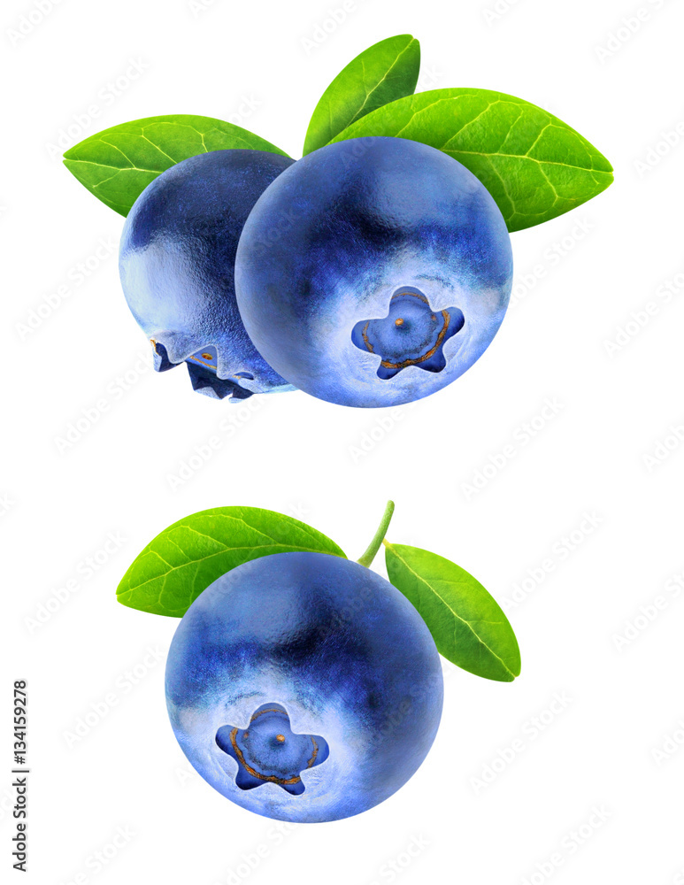 Isolated blueberries. Two images of blueberry fruits on a branch with ...