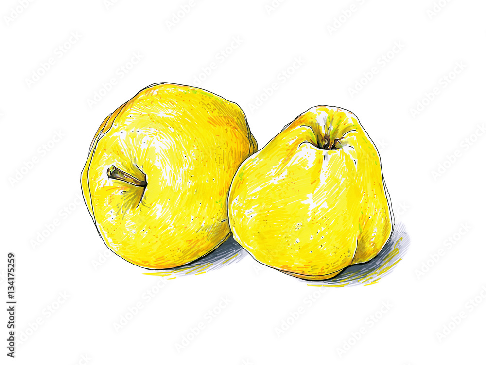 Yellow apples fruits are isolated on a white background. Color sketch ...
