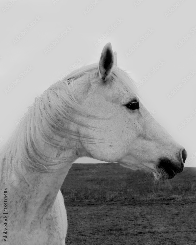 Black And White Horse Head