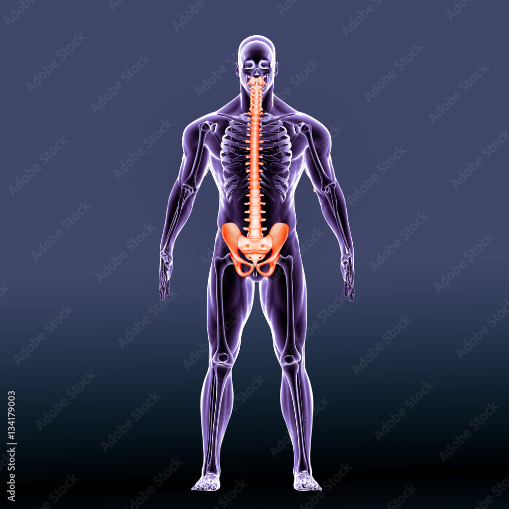 3D illustration and 3d render human skeleton performs six major ...