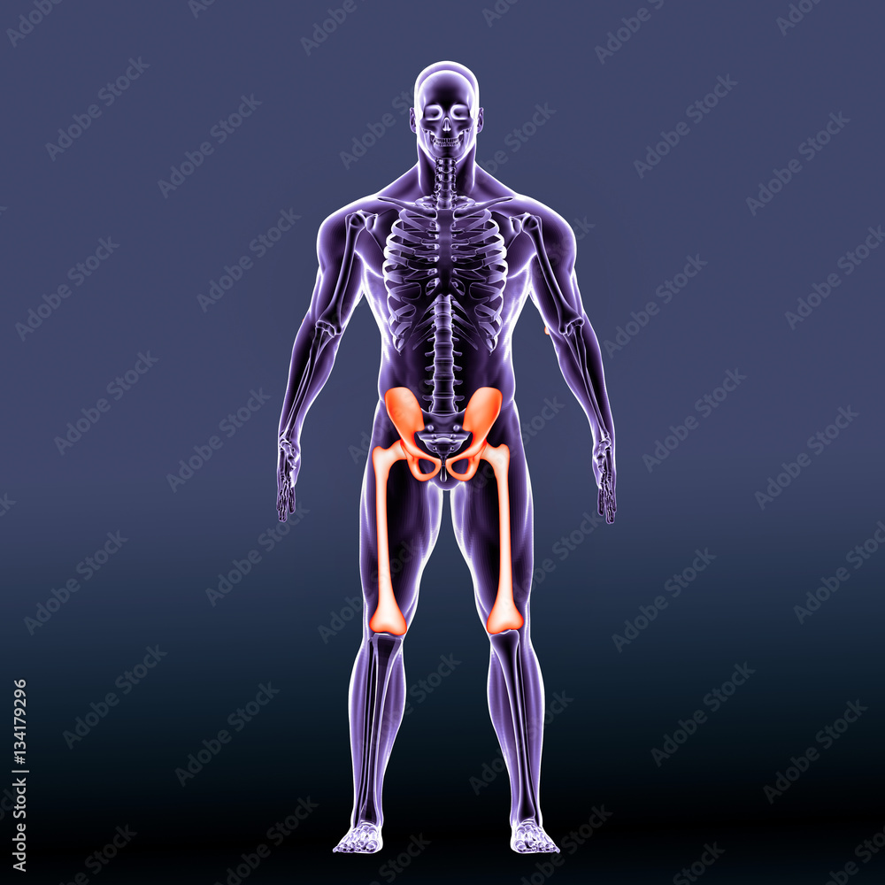 Anatomy of the hip. Human femur and pelvis 3d illustration Stock ...
