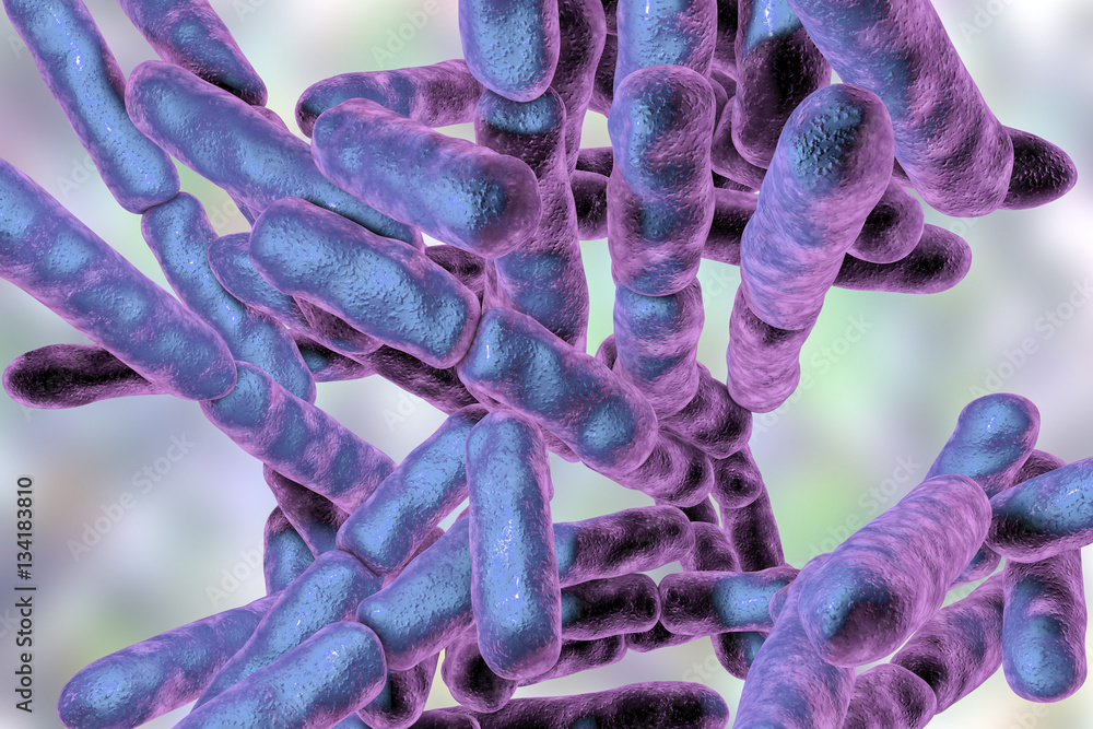 Bacteria Bifidobacterium, gram-positive anaerobic rod-shaped bacteria ...