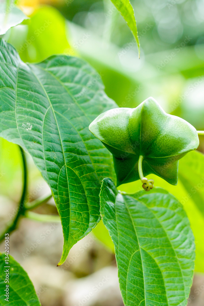 sacha inchi plant Stock Photo | Adobe Stock