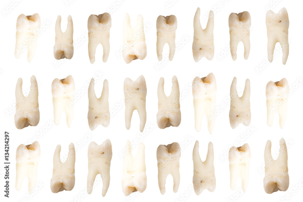 human teeth close-up, collage Stock Photo | Adobe Stock