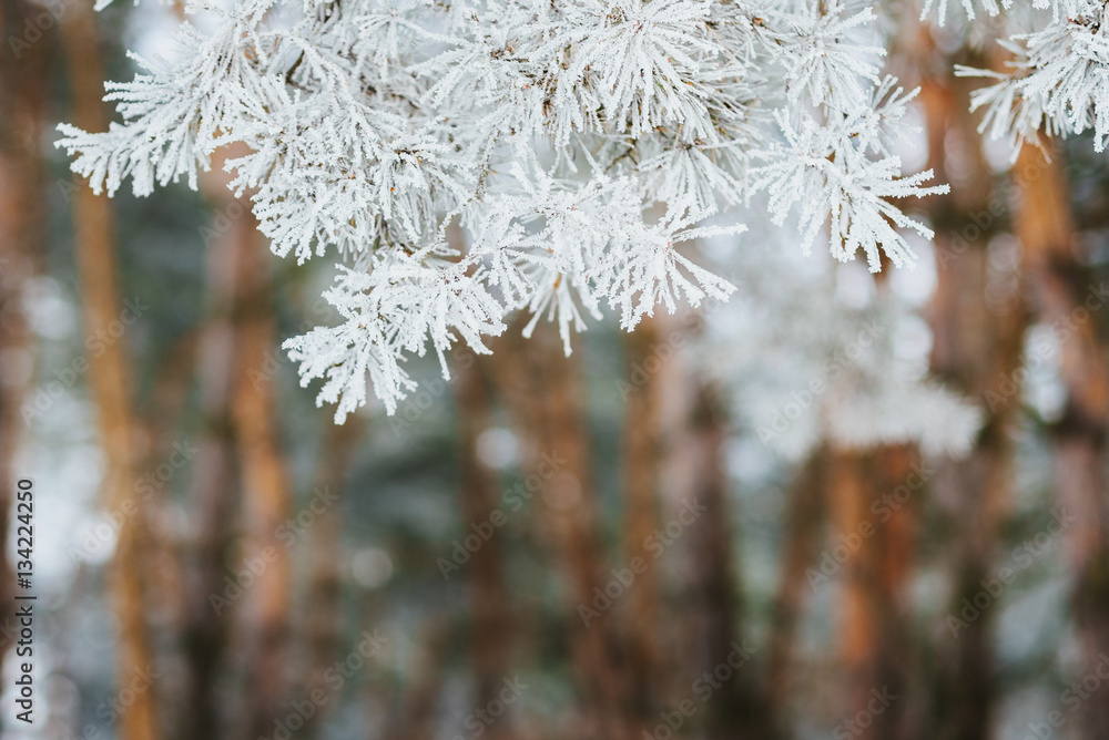 Winter forest pine tree snowflakes falling. Fir branches covered with ...