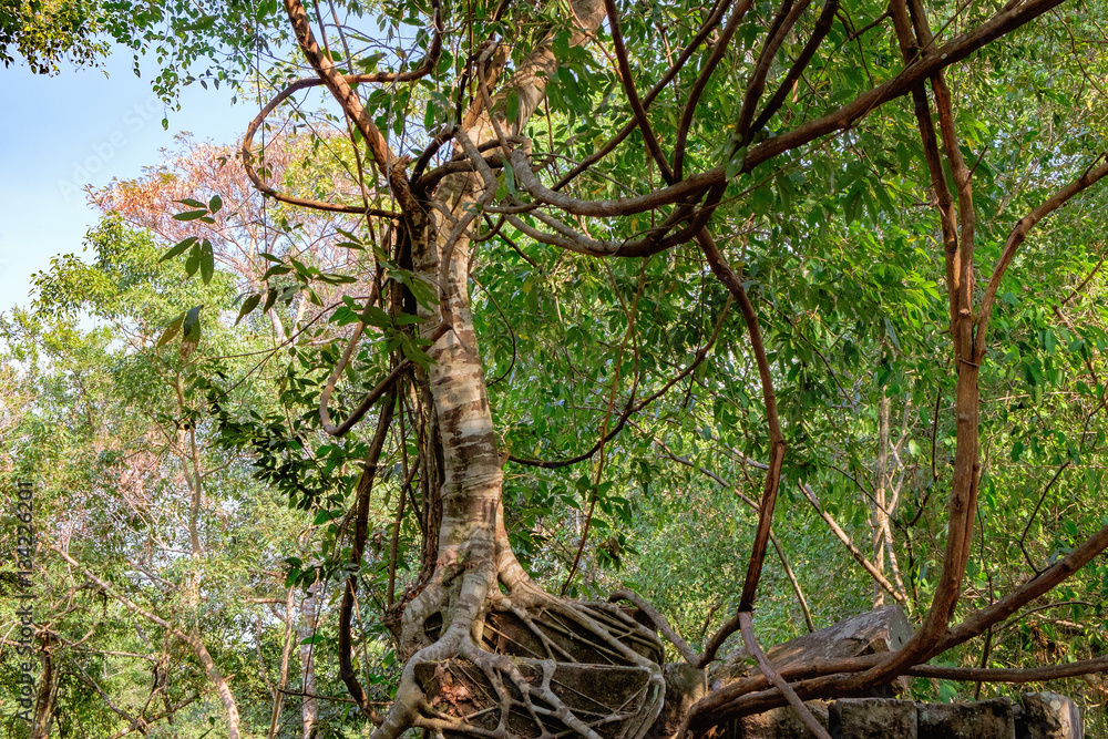 Dense jungle near Beng Melea Temple in Angkor Complex, Siem Reap ...