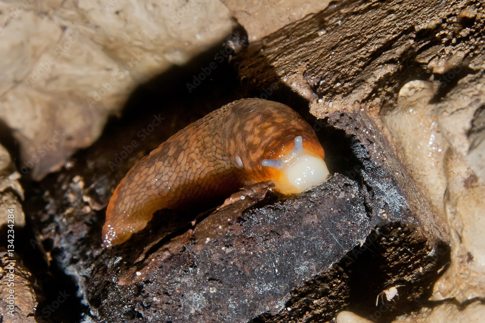 Slug in an underground sewer concrete tunnel Stock Photo | Adobe Stock