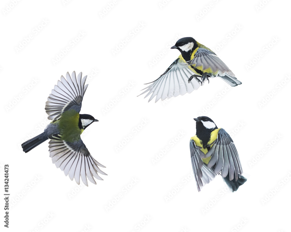 a small bird flies on white isolated background in various poses Stock ...