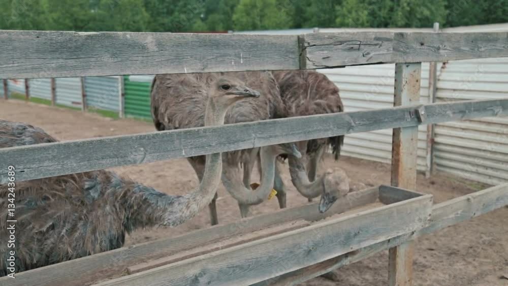 Group of hungry ostriches (Struthio camelus) eat from the trough on an ...