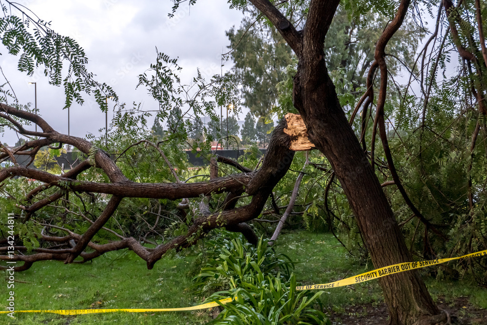 Broken Tree Limb Caution Tape Stock Photo | Adobe Stock