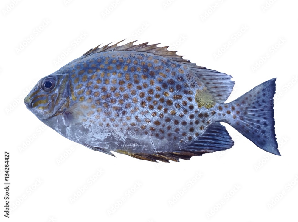 Rabbitfish isolated on white background Stock Photo | Adobe Stock