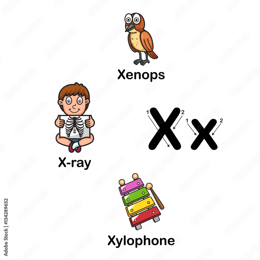 Alphabet Letter X-xenops,x-ray,xylophone illustration Stock Vector ...