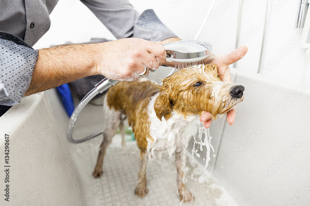 bathing a cute dog Stock Photo | Adobe Stock