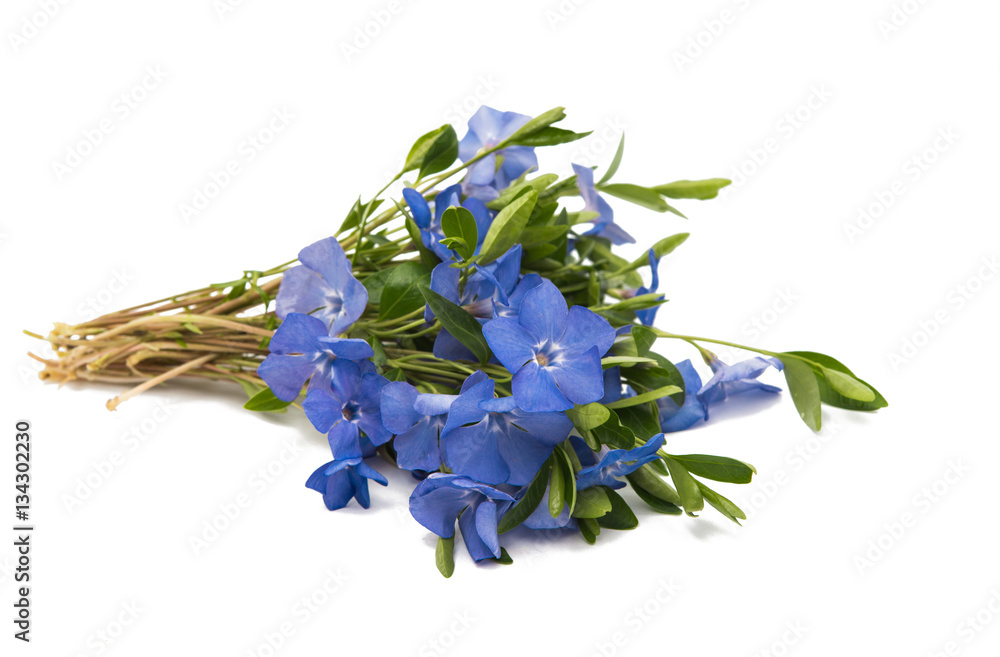 periwinkle blue isolated Stock Photo | Adobe Stock