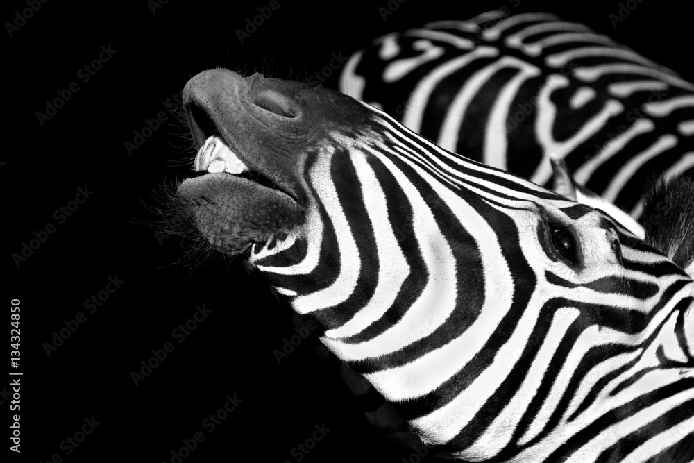 Zebra on a black background Stock Photo | Adobe Stock