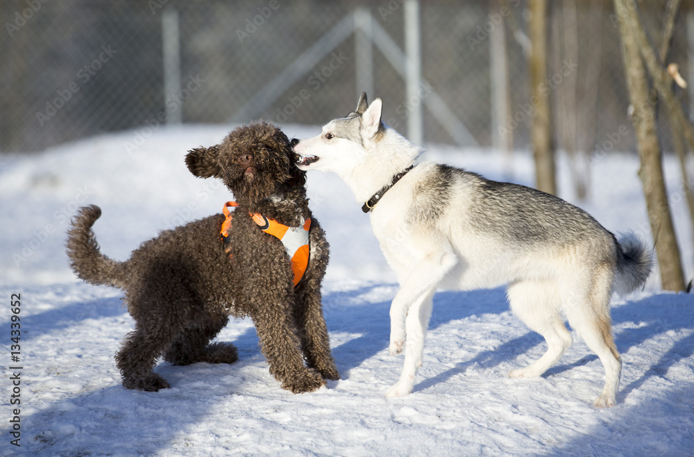 Two dogs fighting in the dog park. Actually playing but looks like a ...