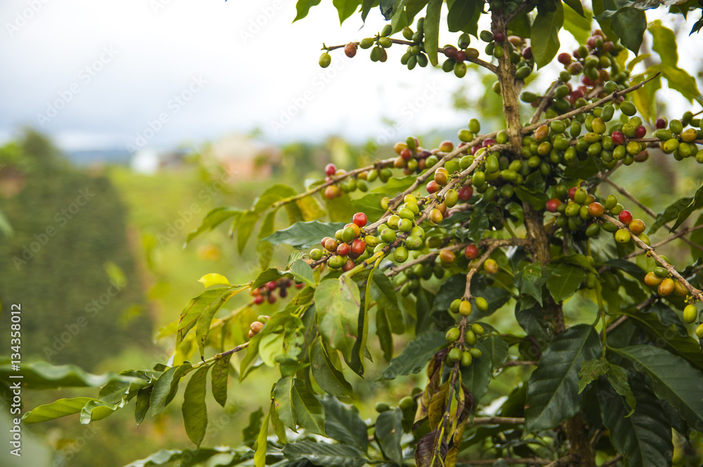 Coffee beans on tree Stock Photo | Adobe Stock