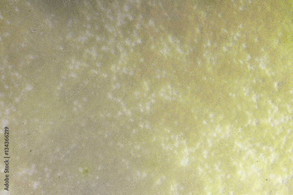 natural texture, background - fungal spores Stock Photo | Adobe Stock