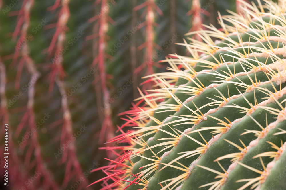 Cactus with red needles Stock Photo | Adobe Stock