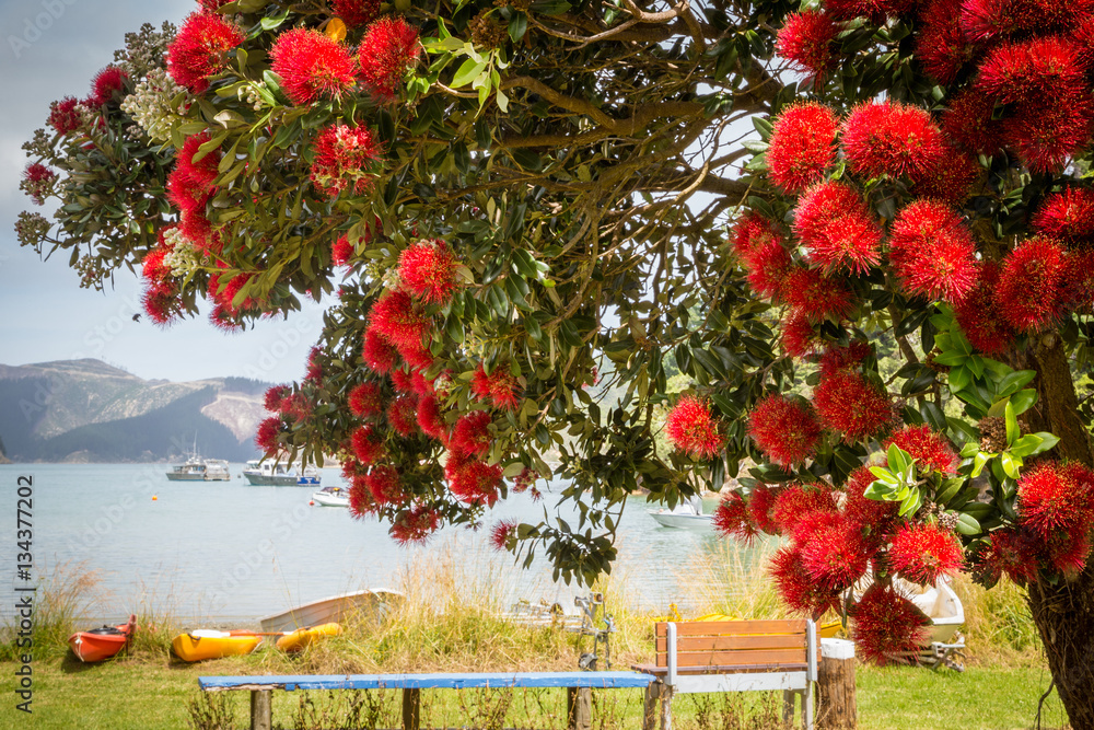 Ocean landscape with blooming pohutukawa tree with red flowers, the ...