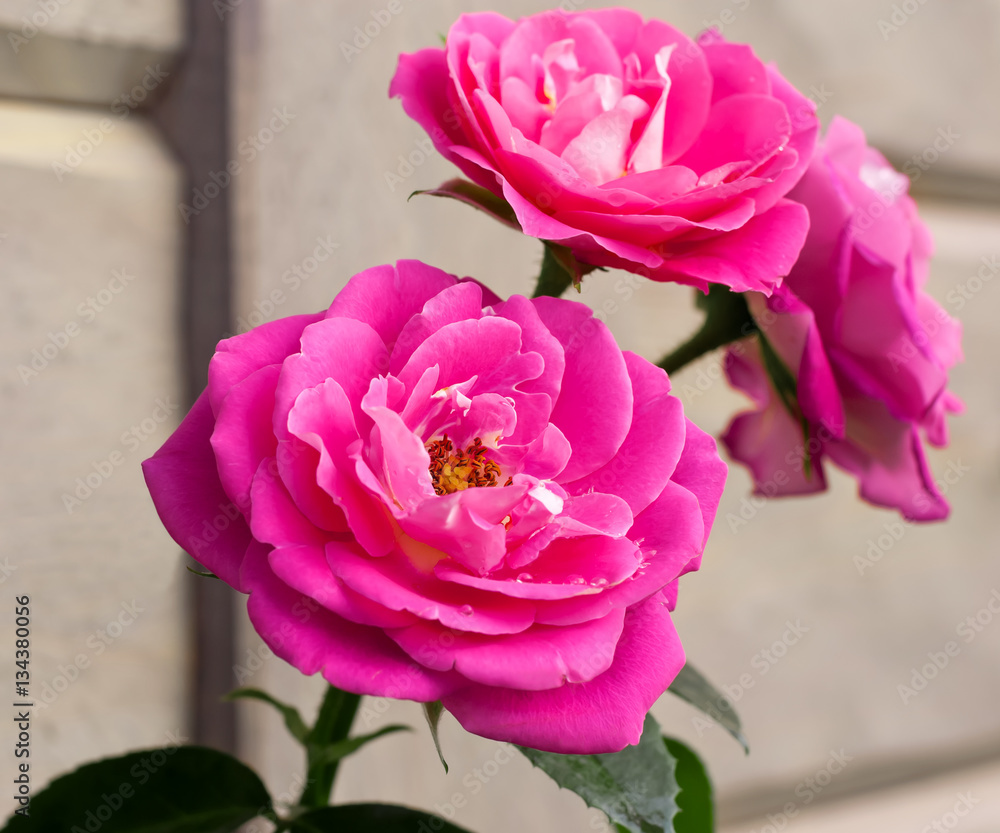 Rosa 'Majora' Stock Photo | Adobe Stock