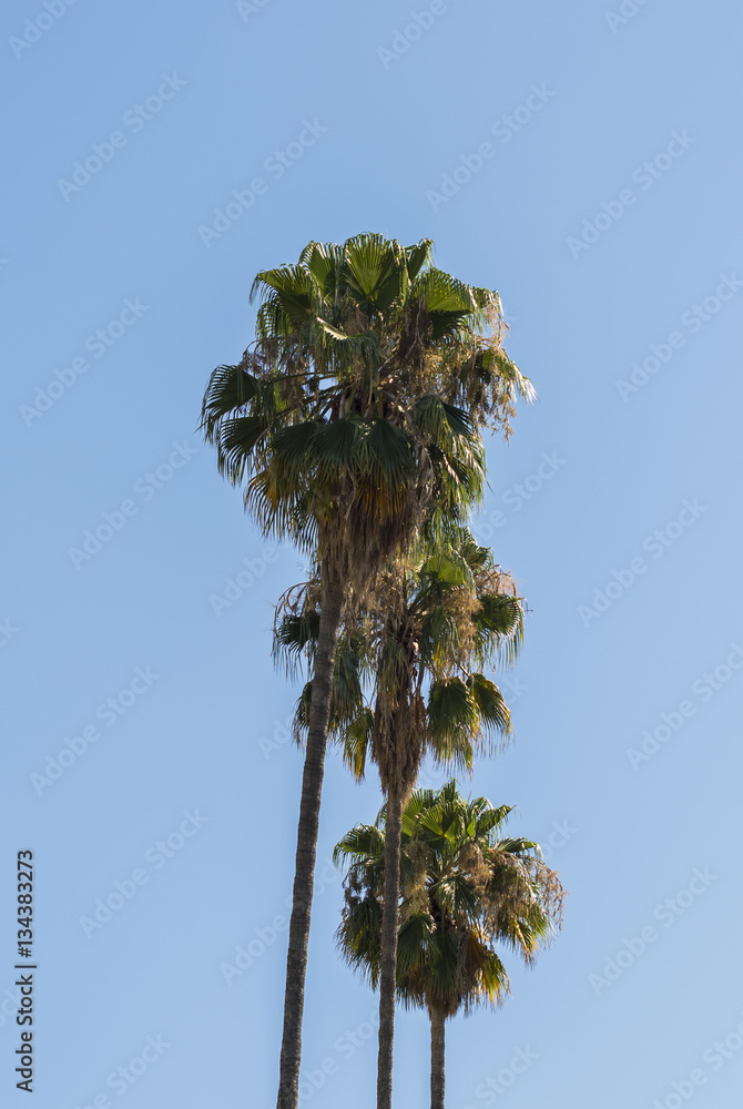 Multiple Palm Tree Plant Nature Sky Background Palm Tree Row Los ...