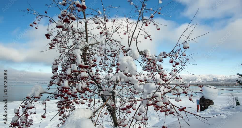 Winter Landscape Lake Tahoe, California. Snow covered red berry tree on ...